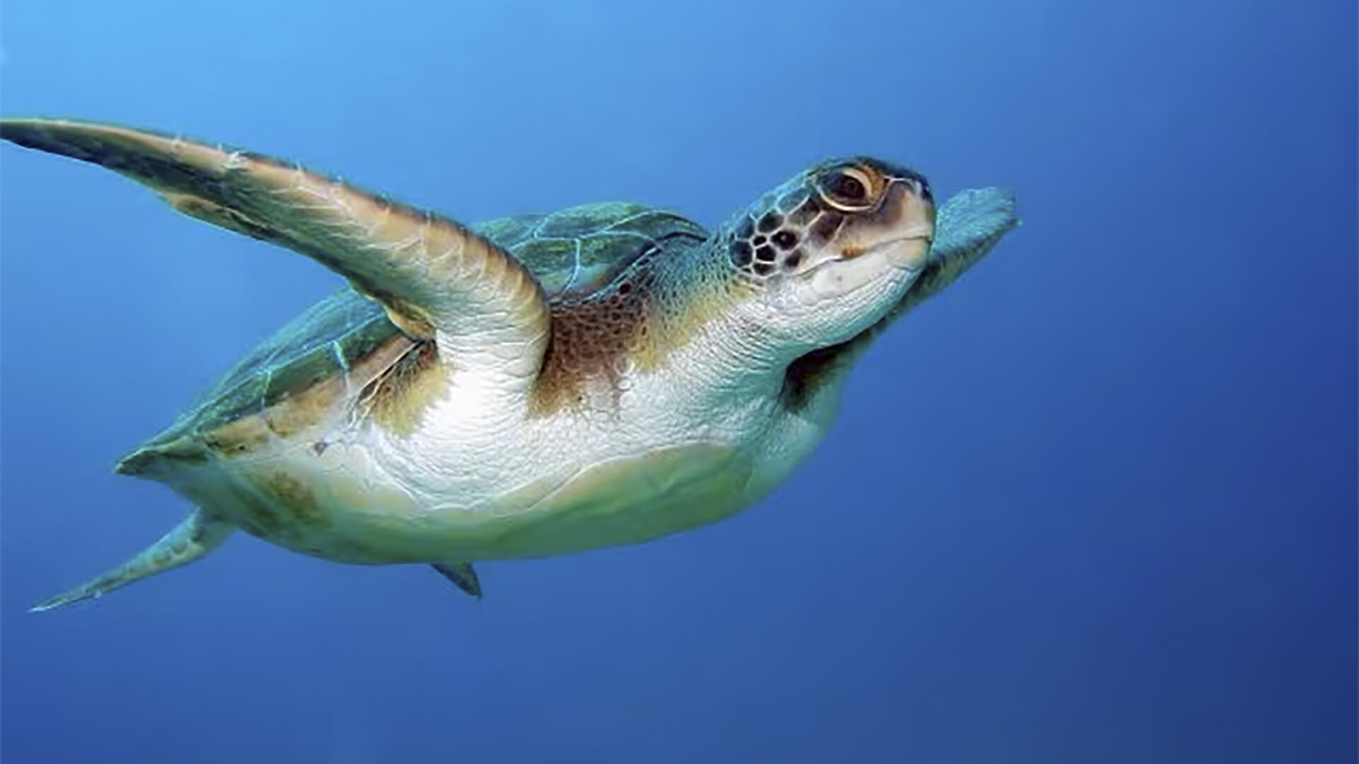 Welcome to the World, Little Caretta-Caretta Turtles on Li Junchi Beach ...